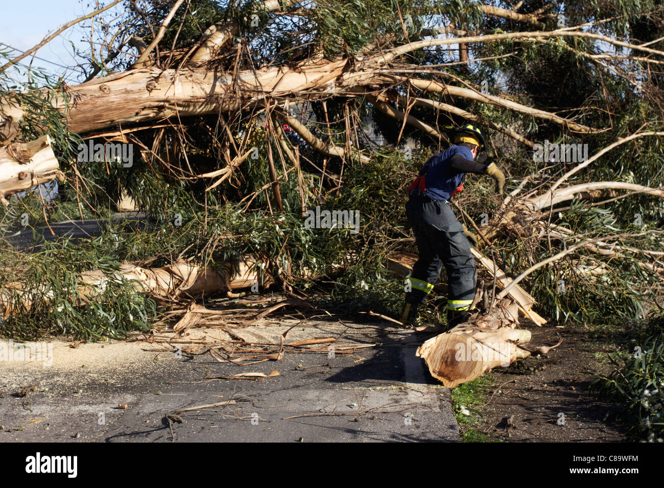 fireman clears fallen eucalyptus tree Stock Photo - Alamy