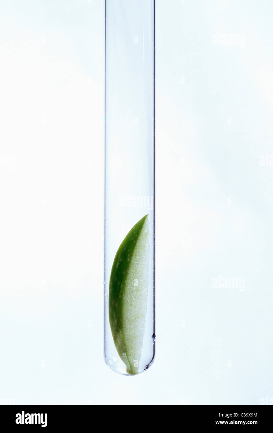 Apple and genetic Stock Photo - Alamy