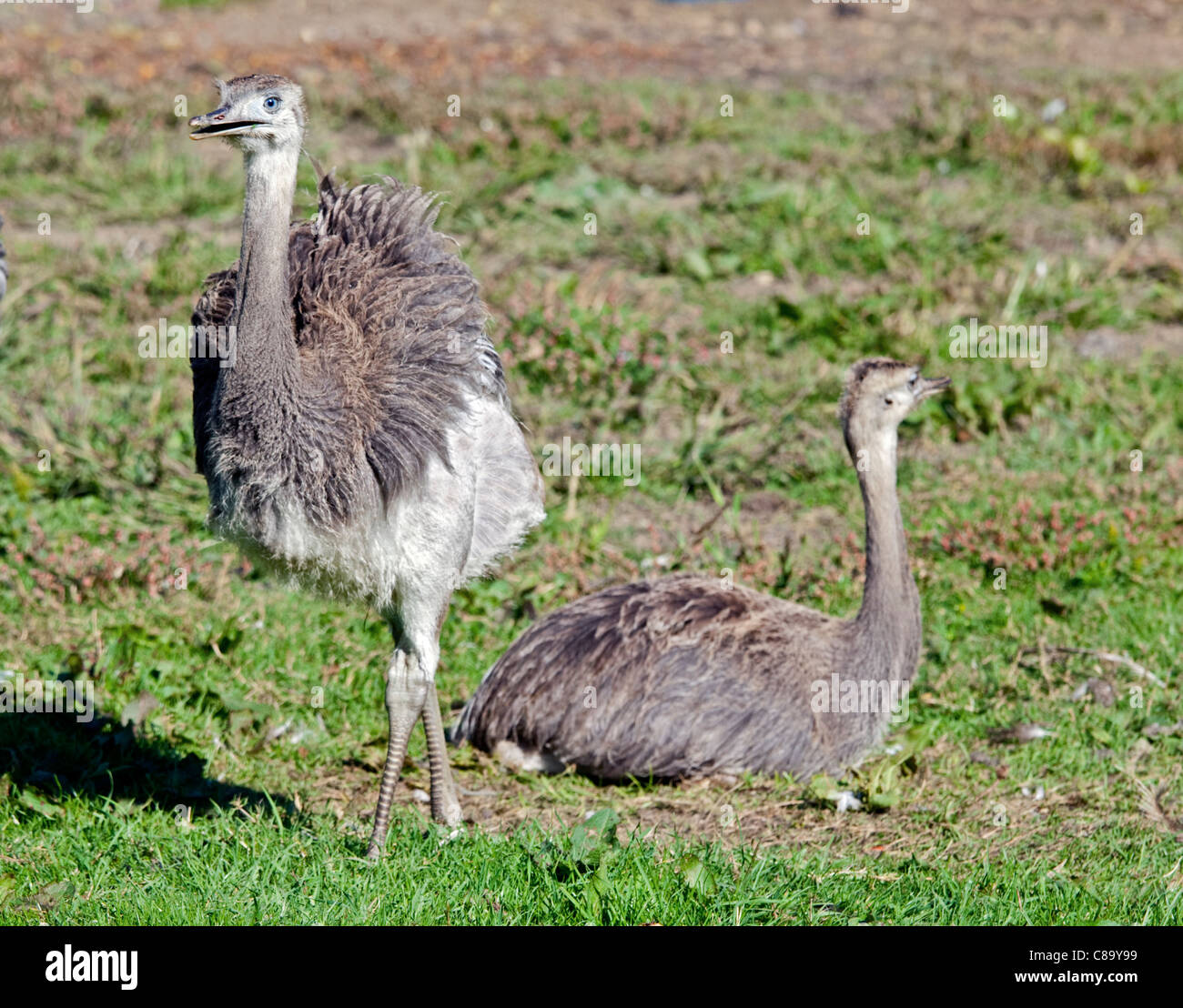 Darwin's Rhea (rhea pennata) chicks Stock Photo - Alamy