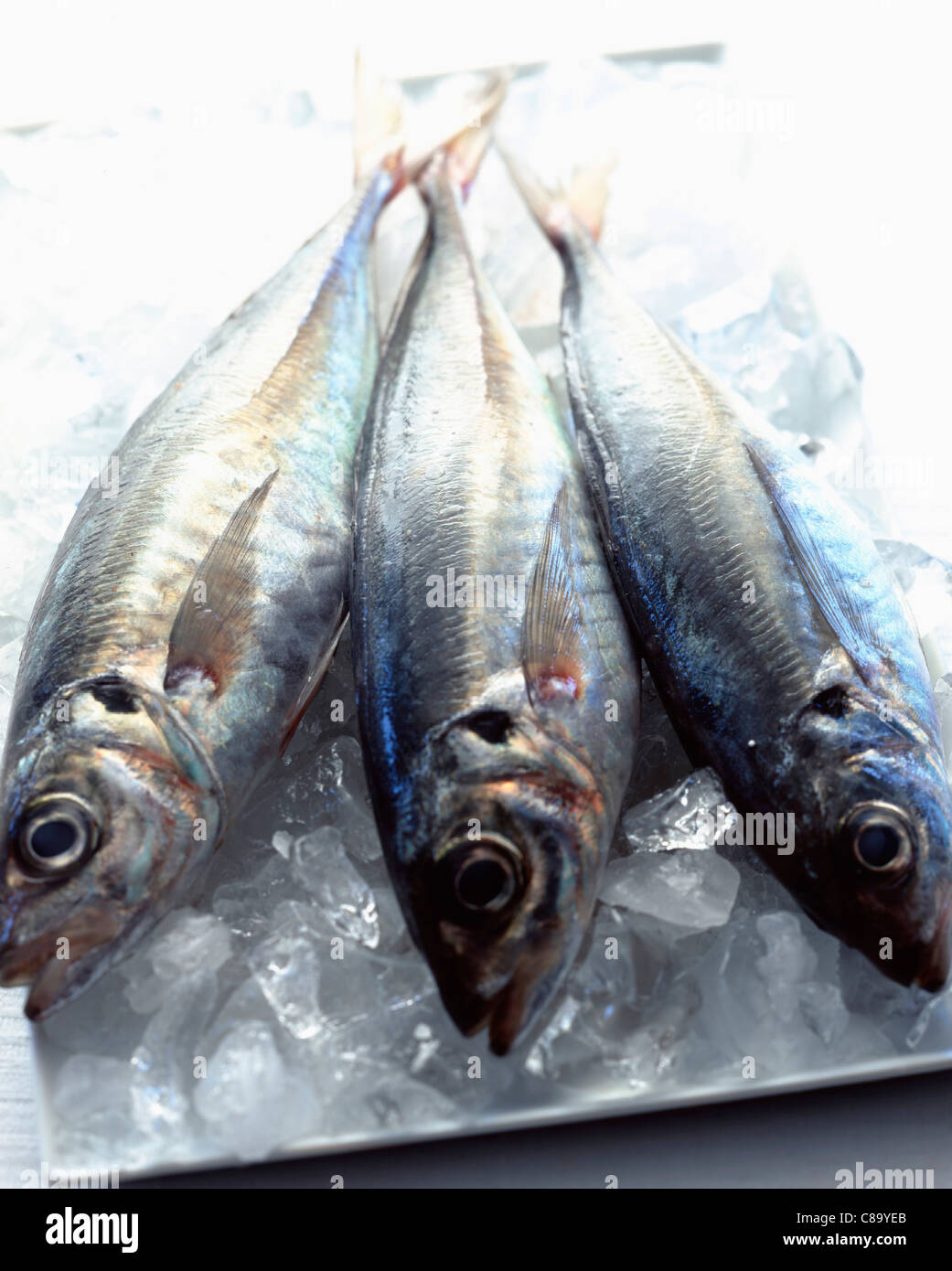 Saurel fish hi-res stock photography and images - Alamy