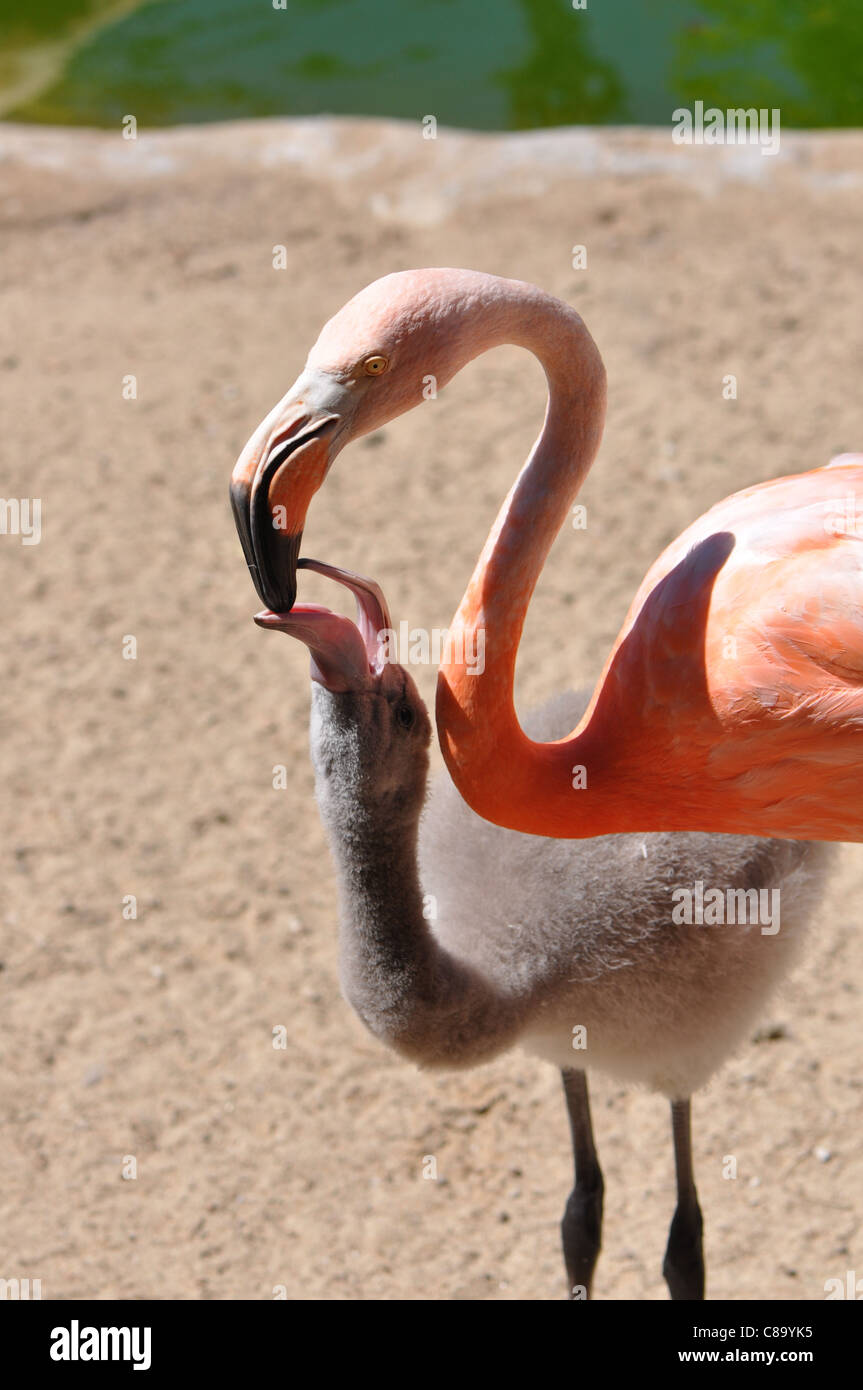 A baby gray flamingo trying to get food from an adult pink flamingo ...