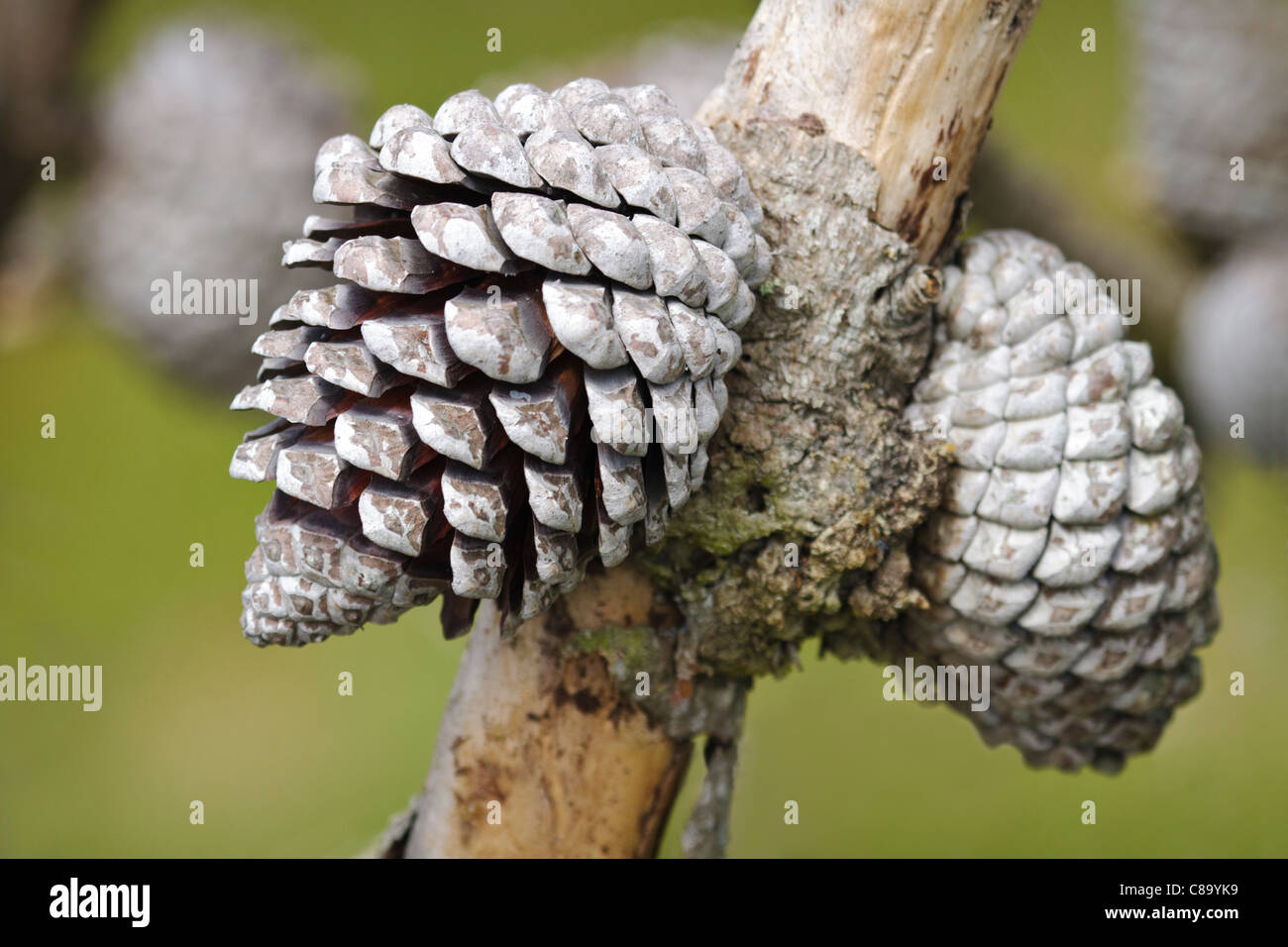 Pair cones hi-res stock photography and images - Alamy