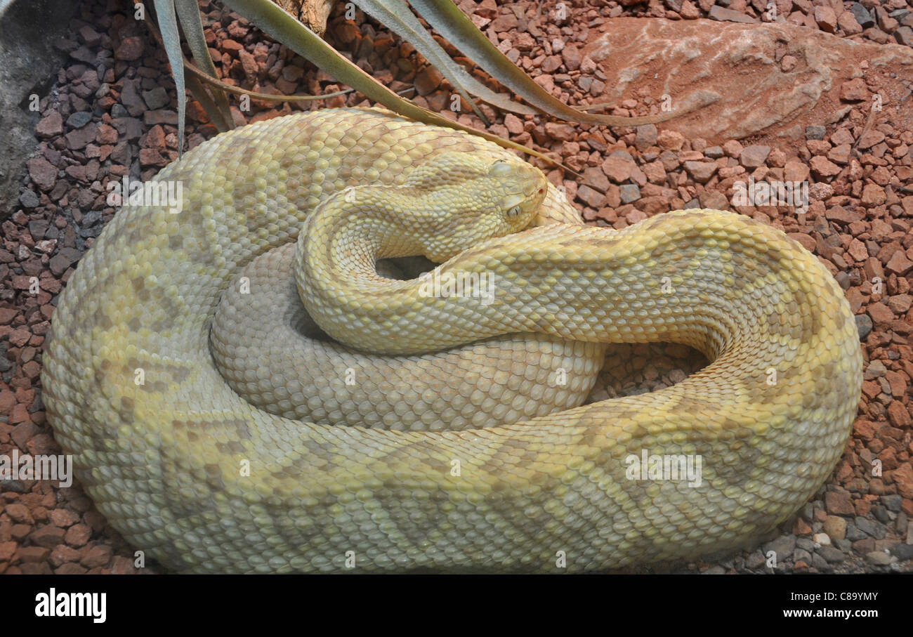 A single neotropical rattlesnake (crotalus duriaus) lying on small red ...
