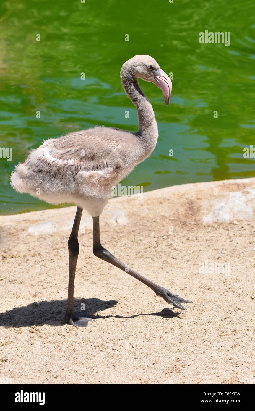 A single young flamingo walking on the shore Stock Photo - Alamy