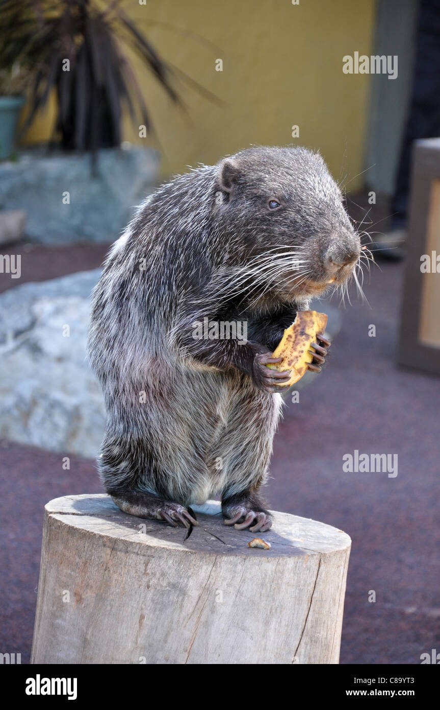 A single Pacarana (Dinomys branickii) eating a banana on top of a log ...