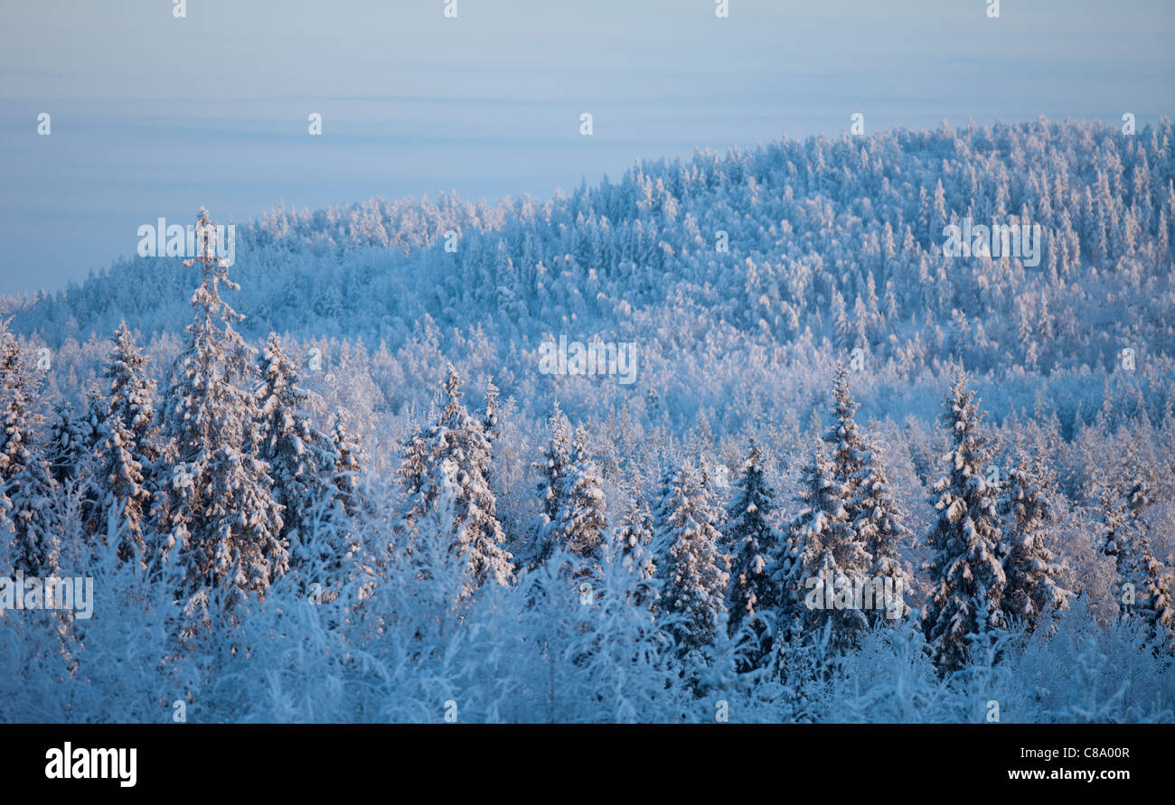 Finnish boreal taiga forest scenery at Winter (-25 C) , trees mainly spruces ( picea abies ) and ...