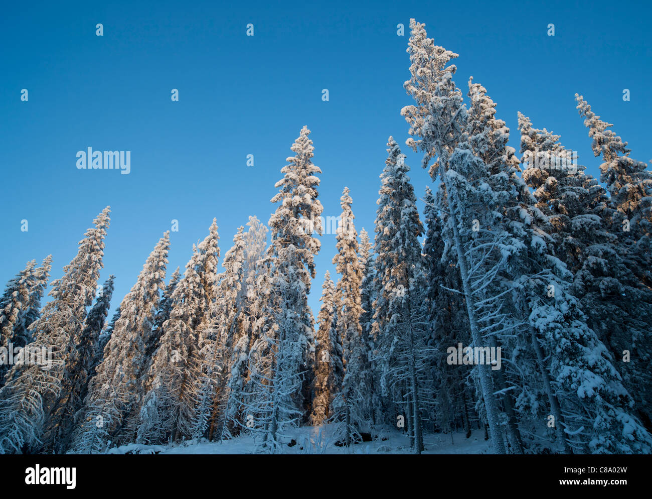 Coniferous Forest Biome Winter