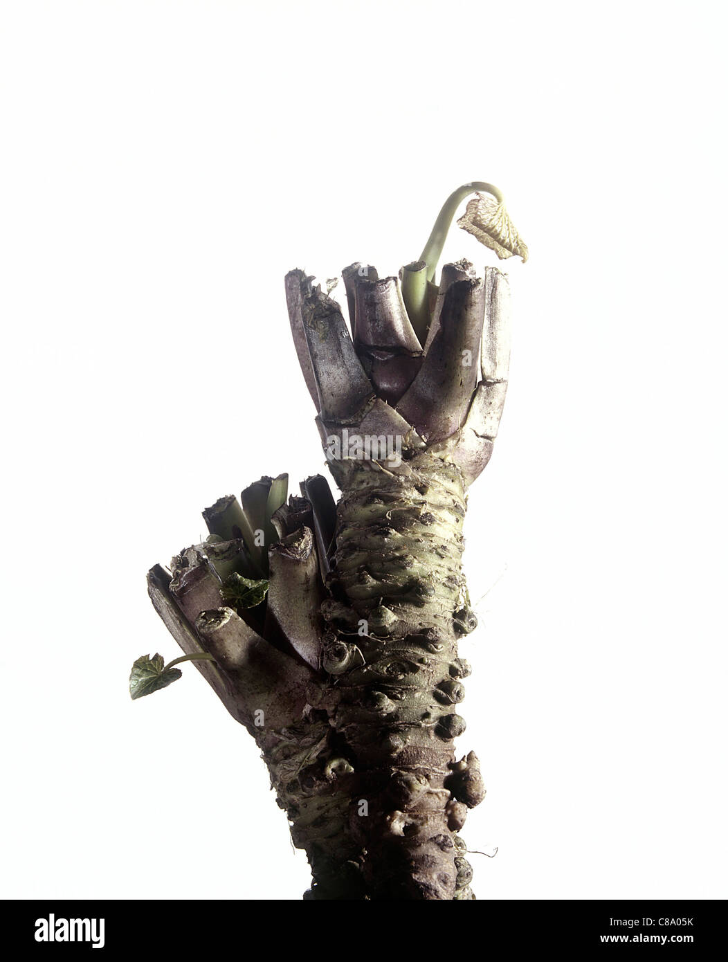 Wasabi root hi-res stock photography and images - Alamy