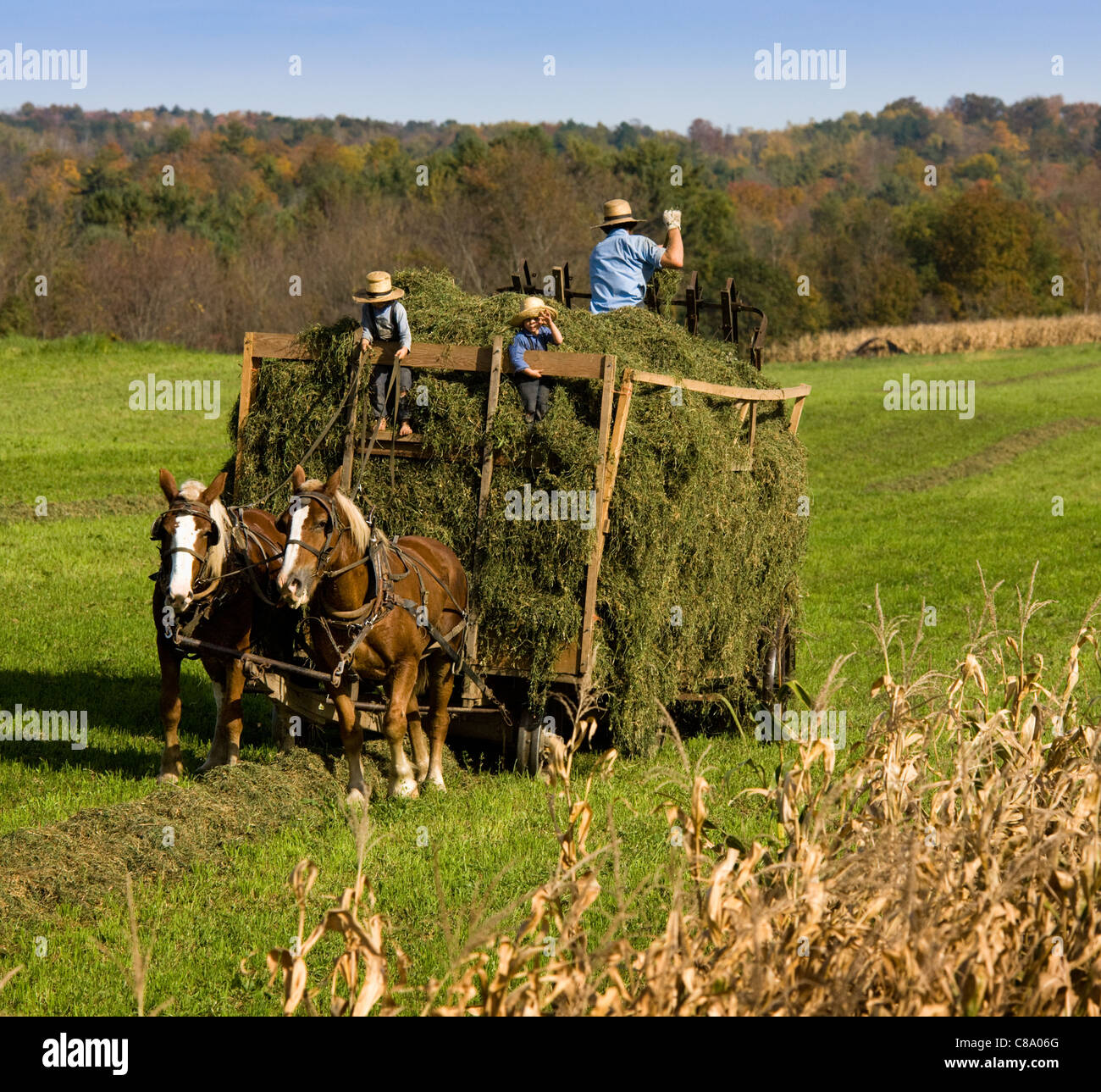 Amish farmer and young sons gathering hay with a team of horses, Mohawk ...