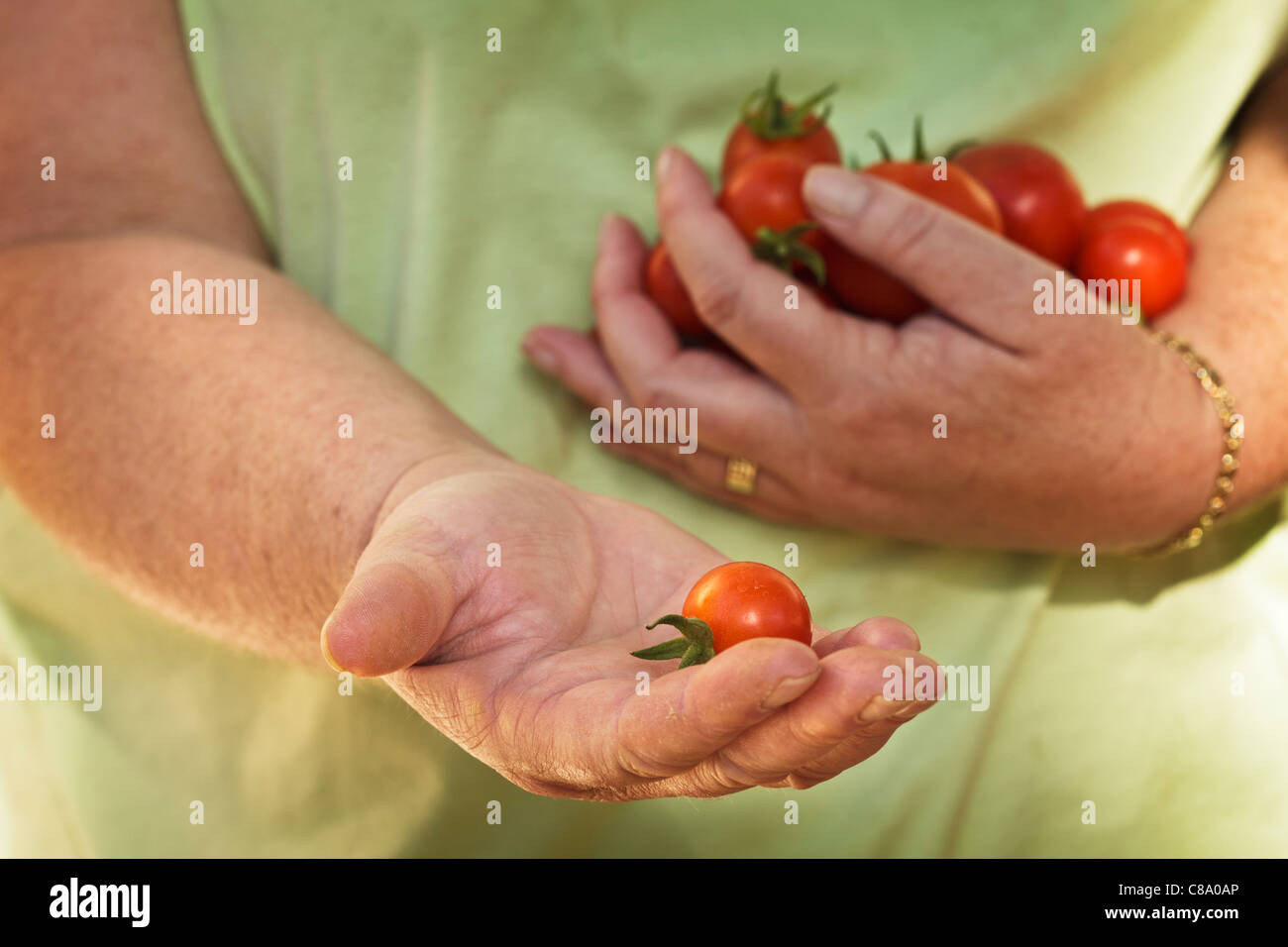 freshly picked tomato held in hand Stock Photo - Alamy