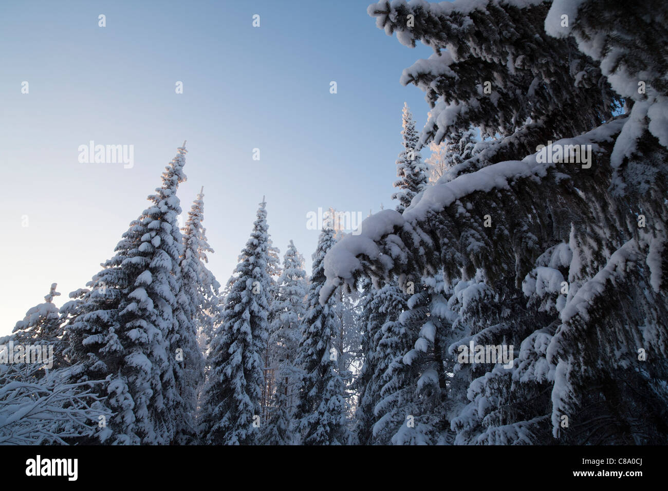Spruce ( picea abies ) trees in the taiga forest , Finland Stock Photo ...