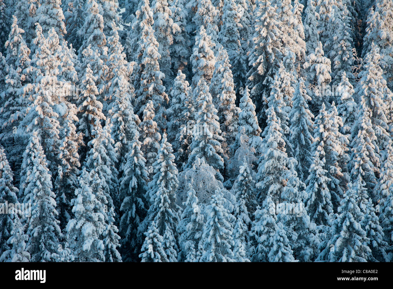 Dense snow covered boreal spruce taiga forest at Winter , Finland Stock Photo - Alamy