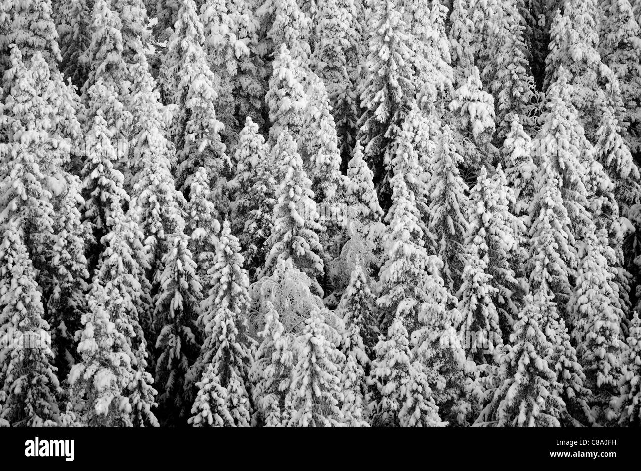 Boreal Species High Resolution Stock Photography and Images - Alamy