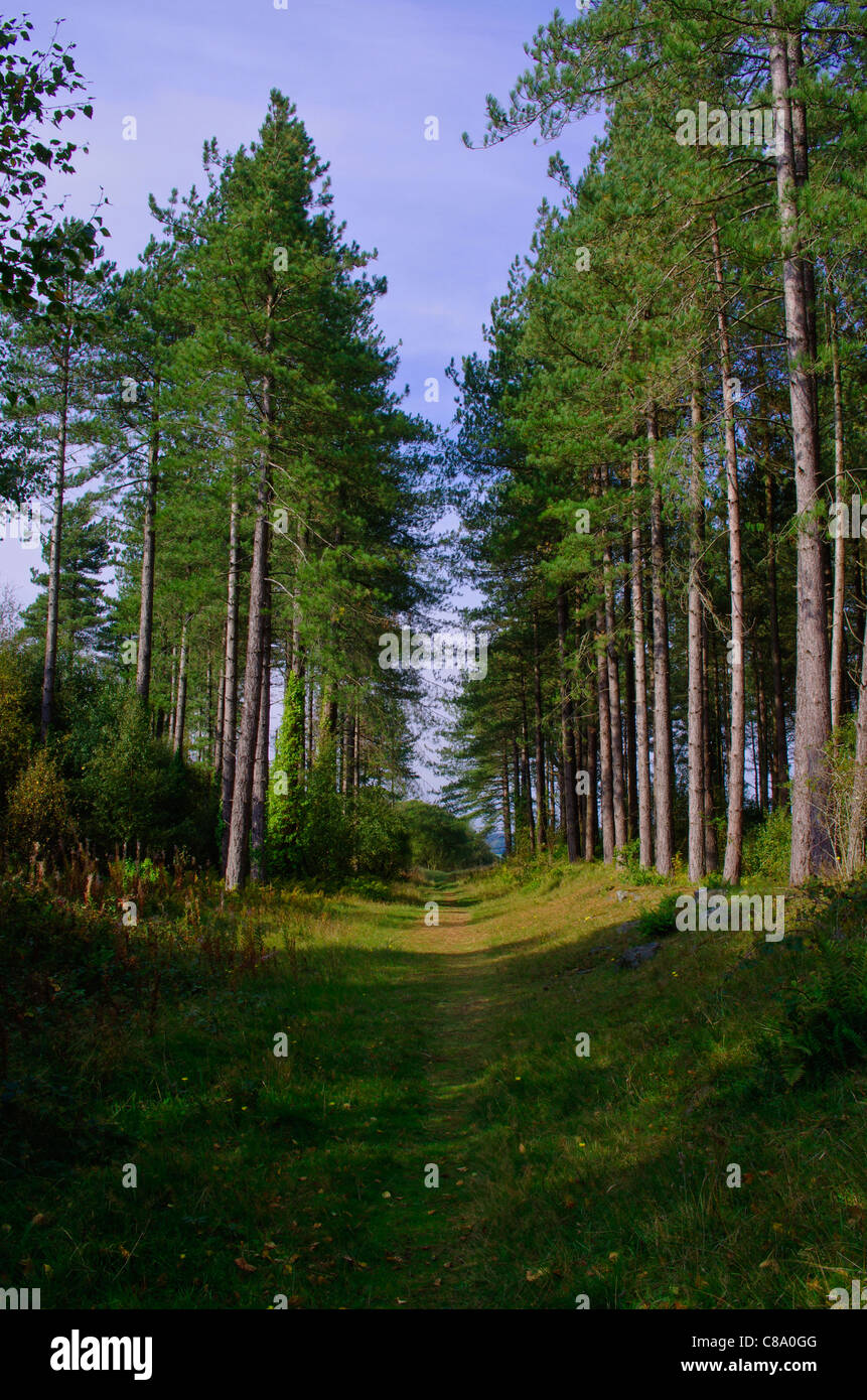 And old track through Newborough Forest, Anglesey, Wales, UK Stock ...