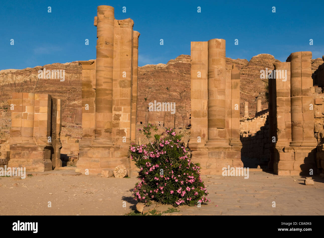 ancient columns and oleander bush in Petra, the UNESCO World Heritage ...