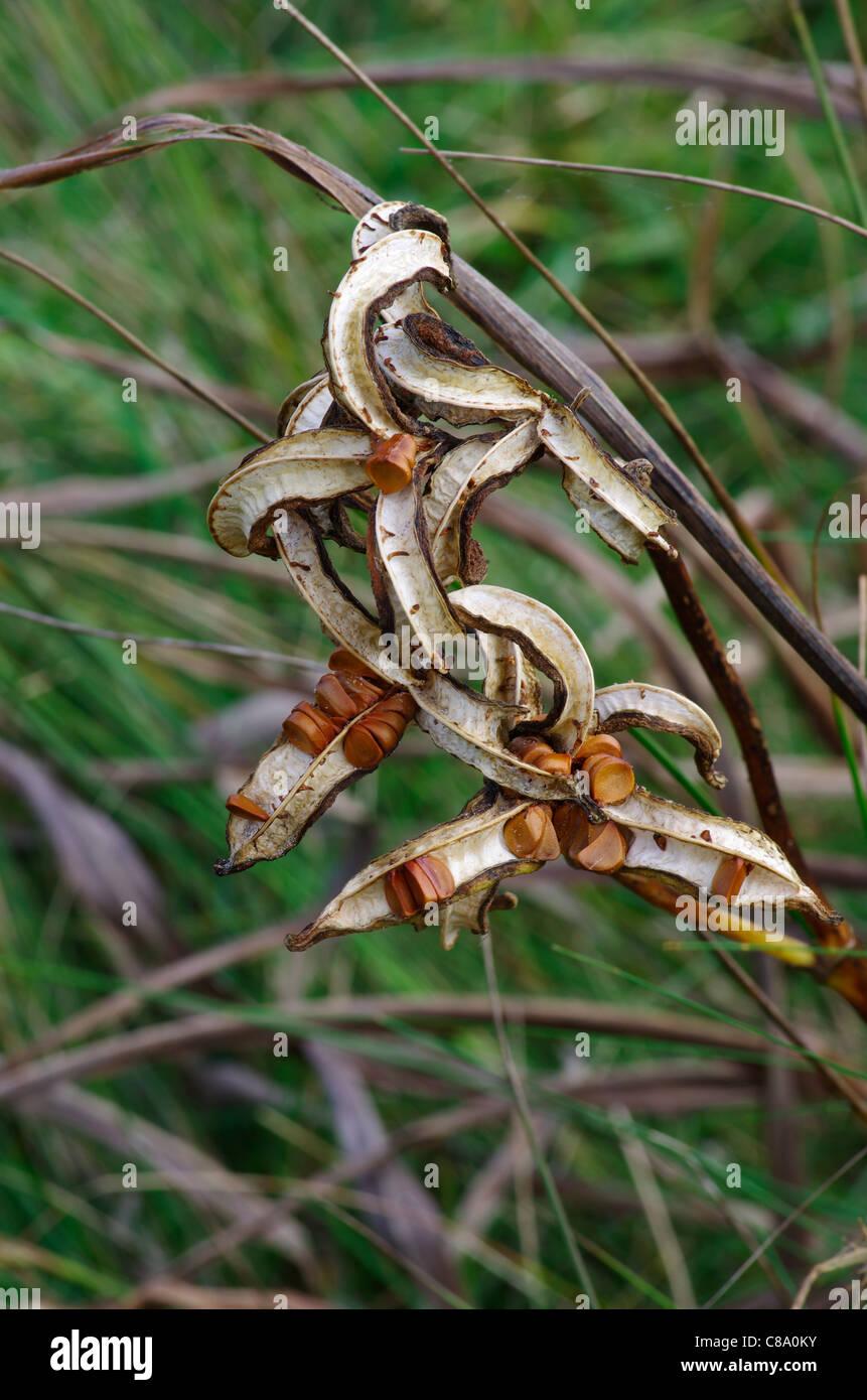 Yellow iris seed pod pods hi-res stock photography and images - Alamy
