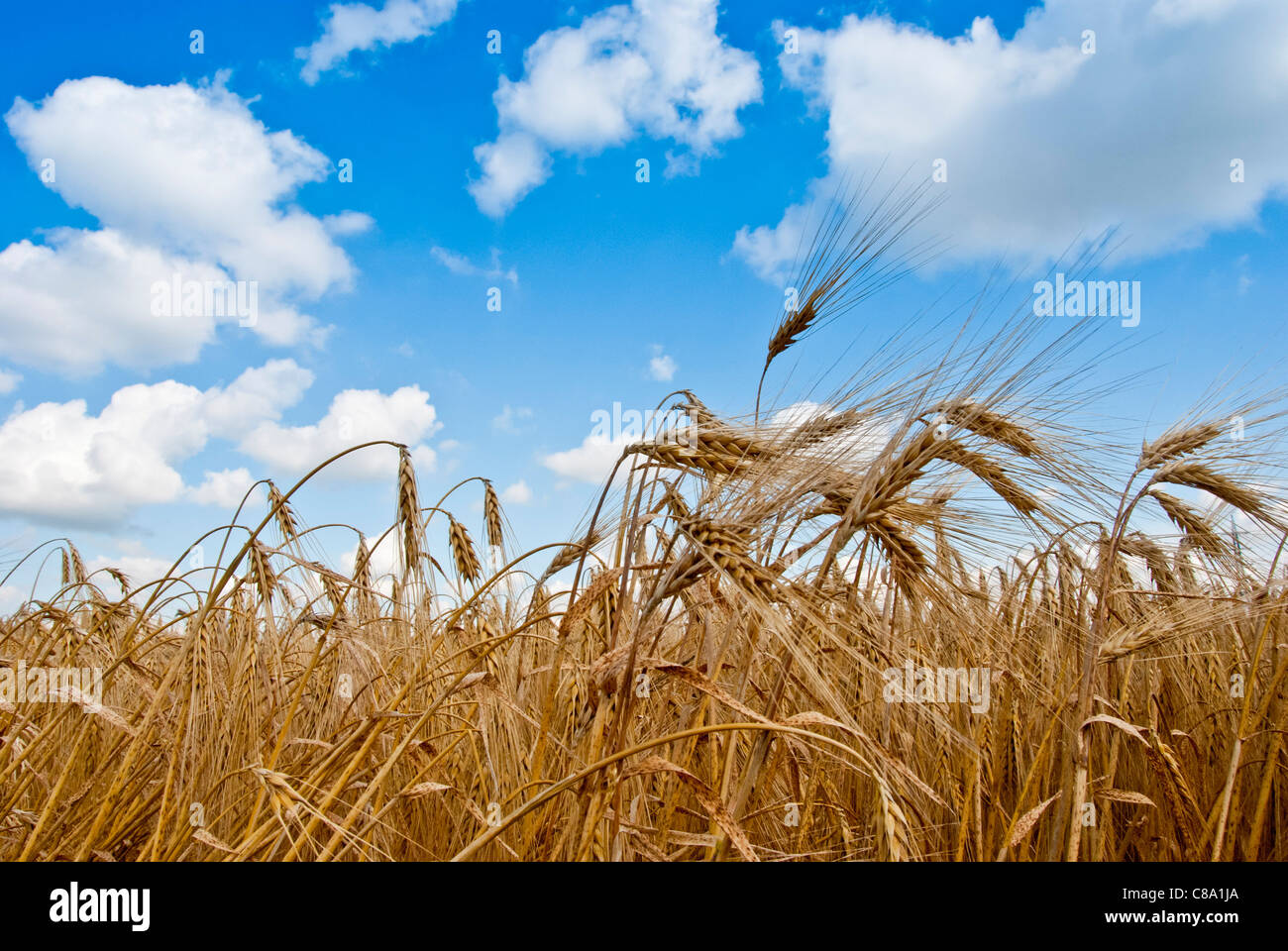 field of grain Stock Photo - Alamy