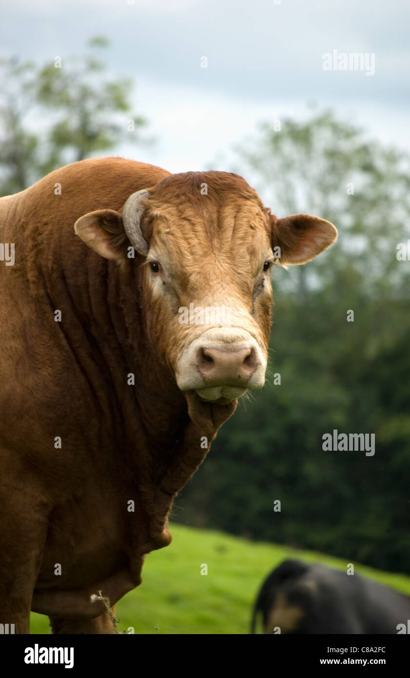 Bull meat hi-res stock photography and images - Alamy