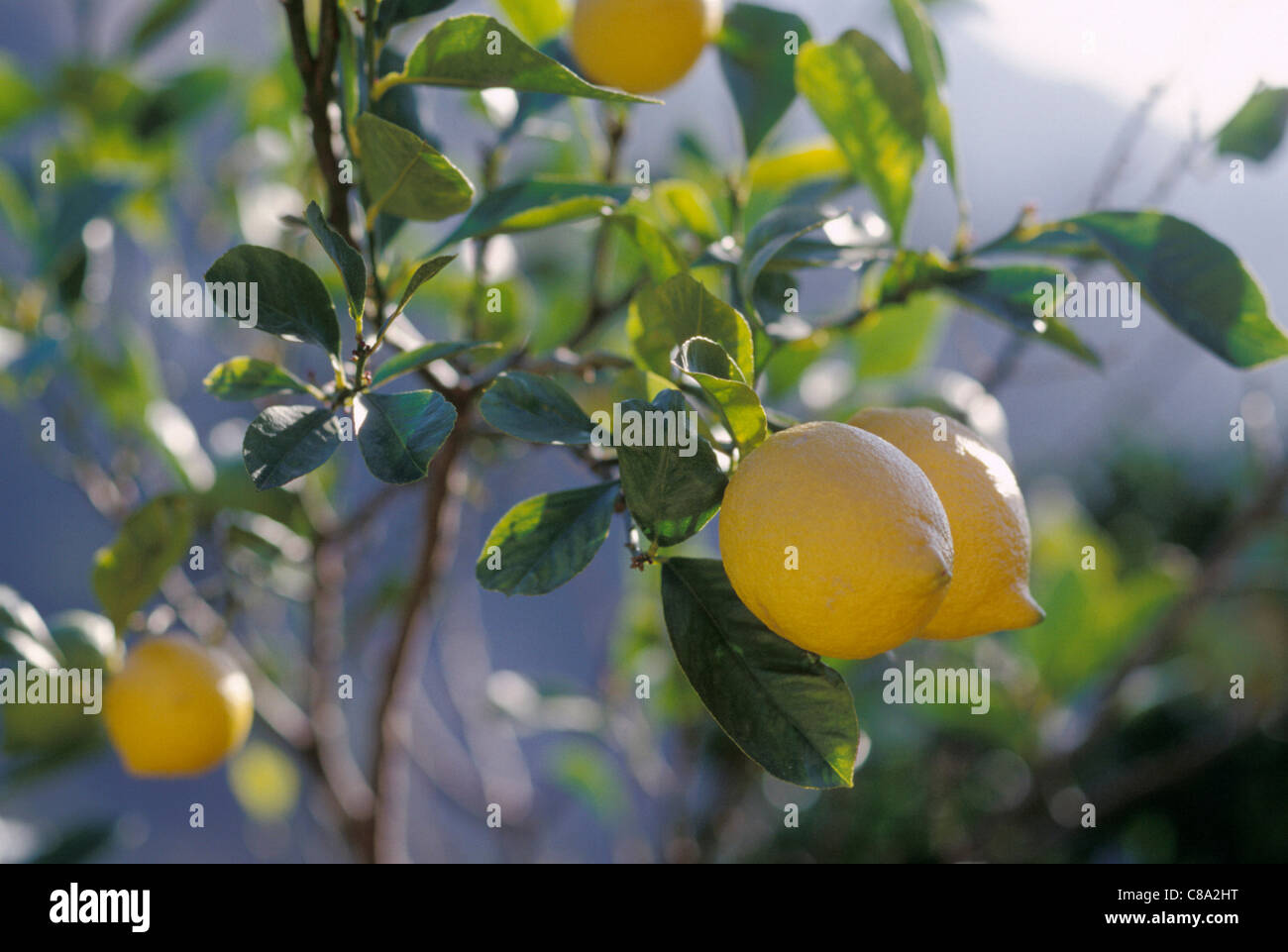 Lemon on tree france hi-res stock photography and images - Alamy
