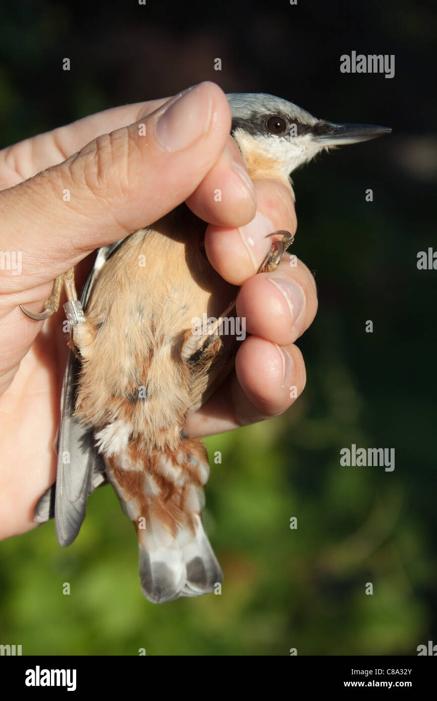Mist net bird hi-res stock photography and images - Alamy