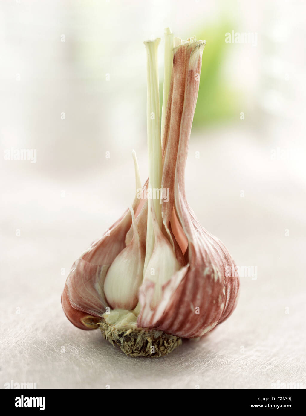 Clove of pink garlic Stock Photo - Alamy
