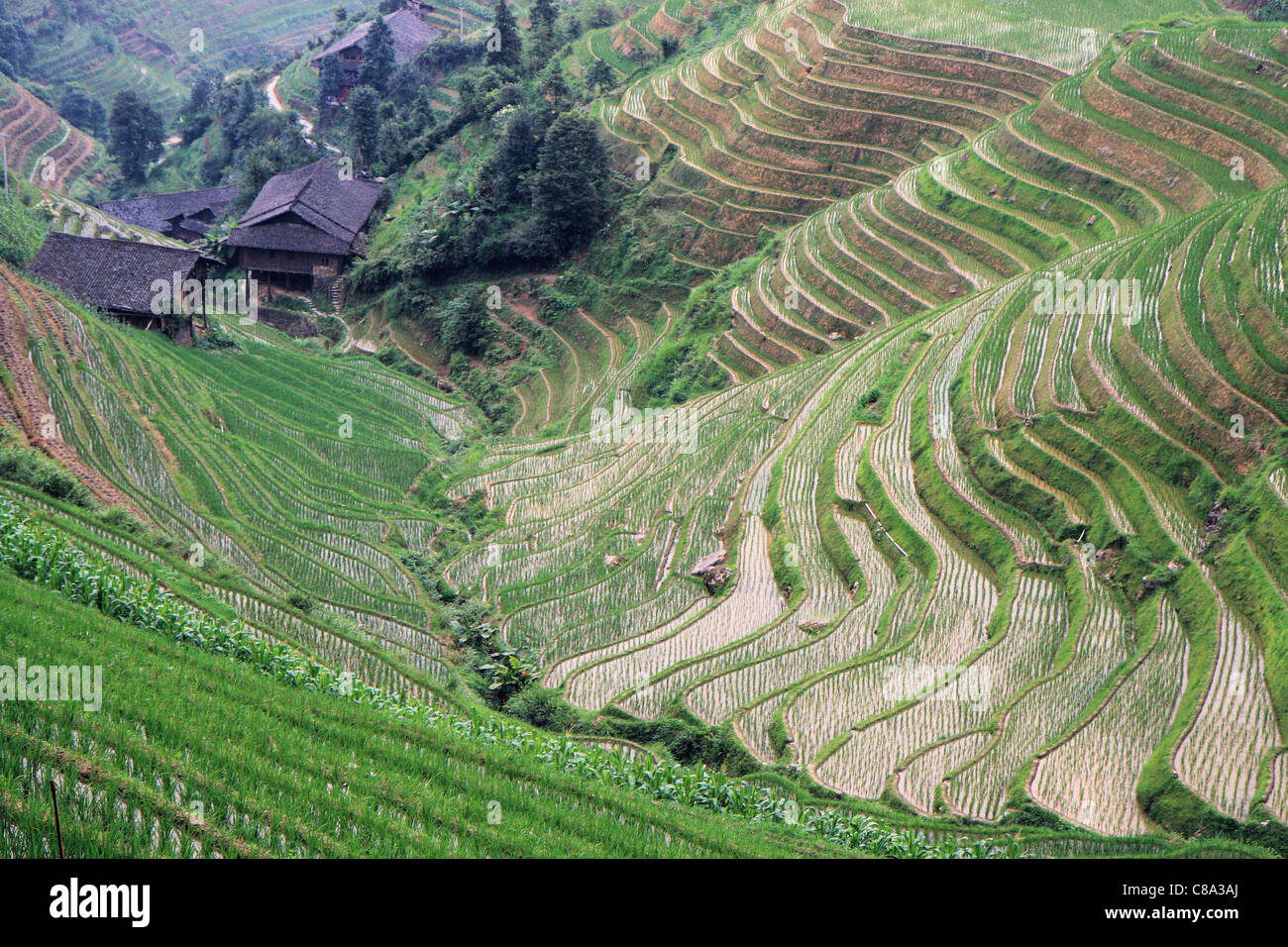Rice terrace fields in Ping'an, Longsheng, China Stock Photo - Alamy