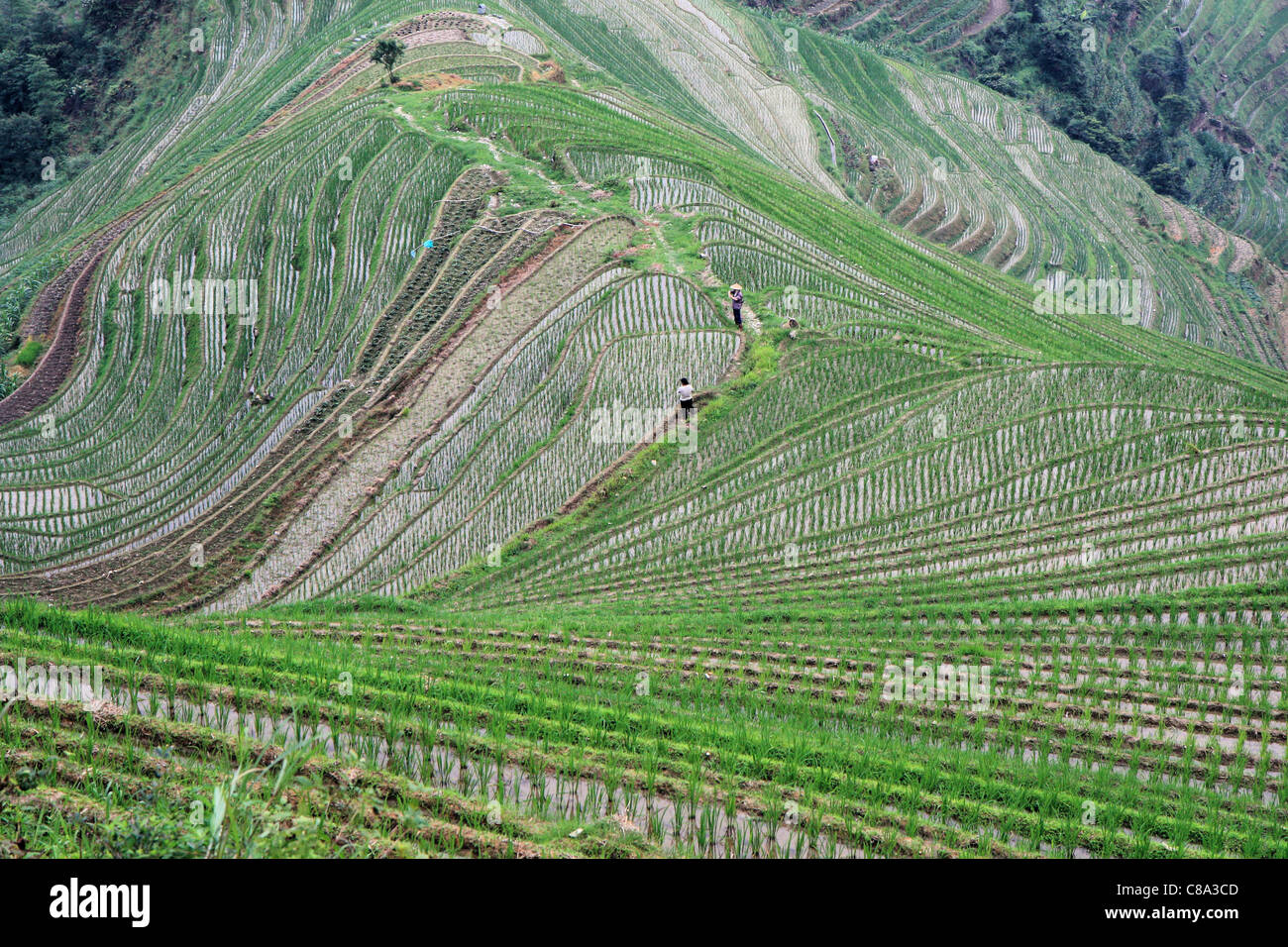 Ping an rice terrace hi-res stock photography and images - Alamy