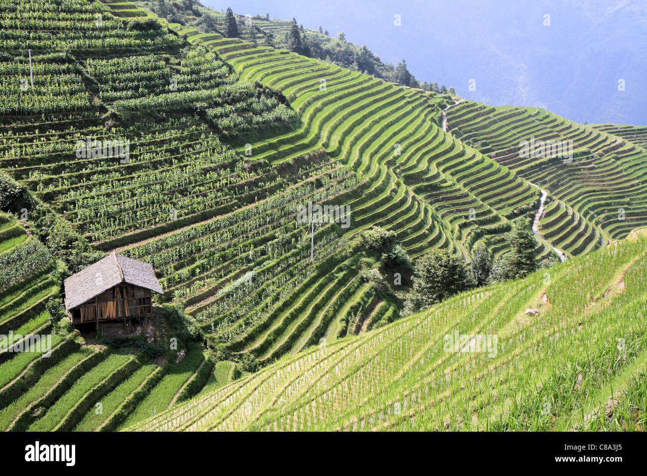 Rice terrace fields in Ping'an, China Stock Photo - Alamy