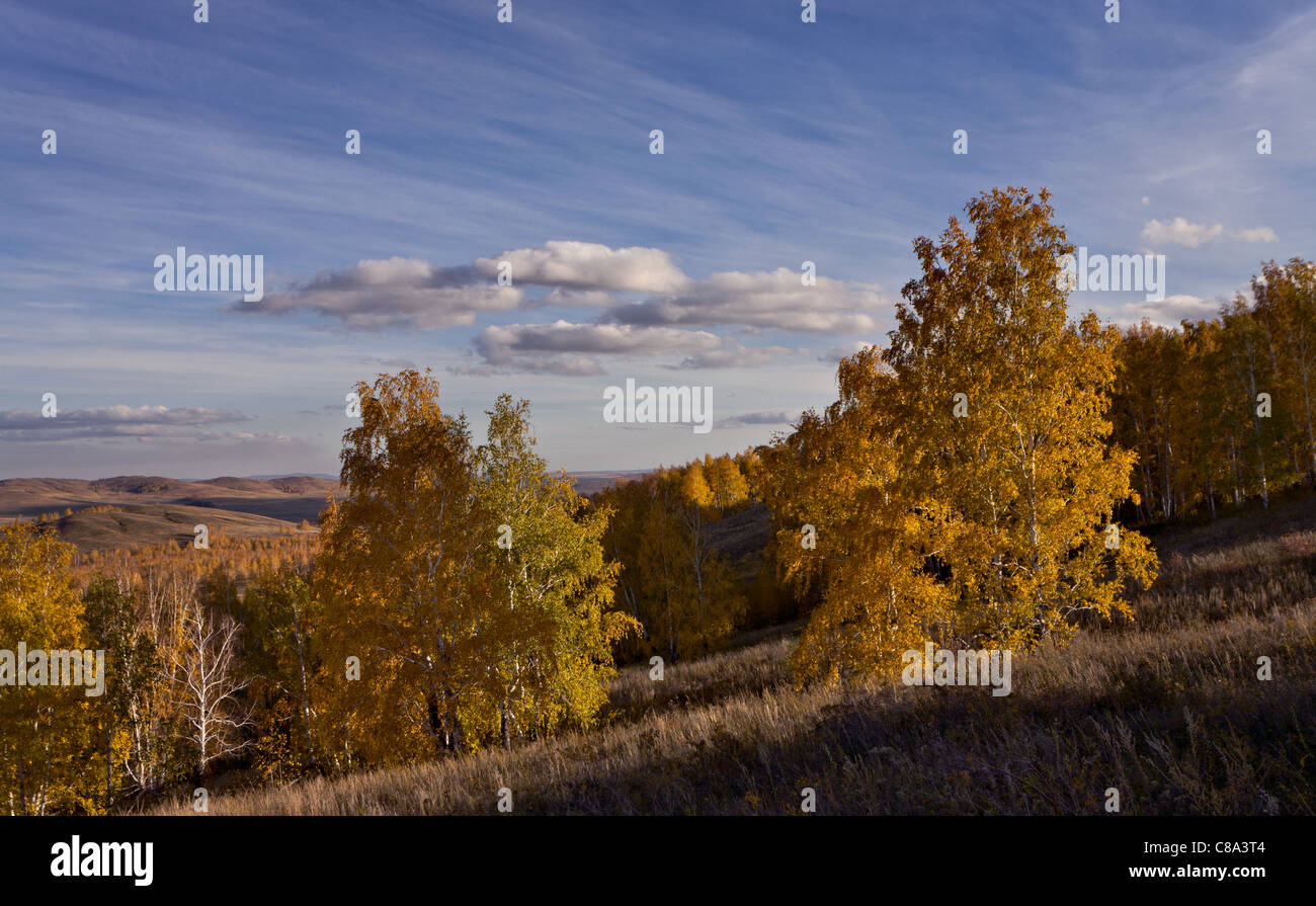 Russia birch trees hi-res stock photography and images - Alamy