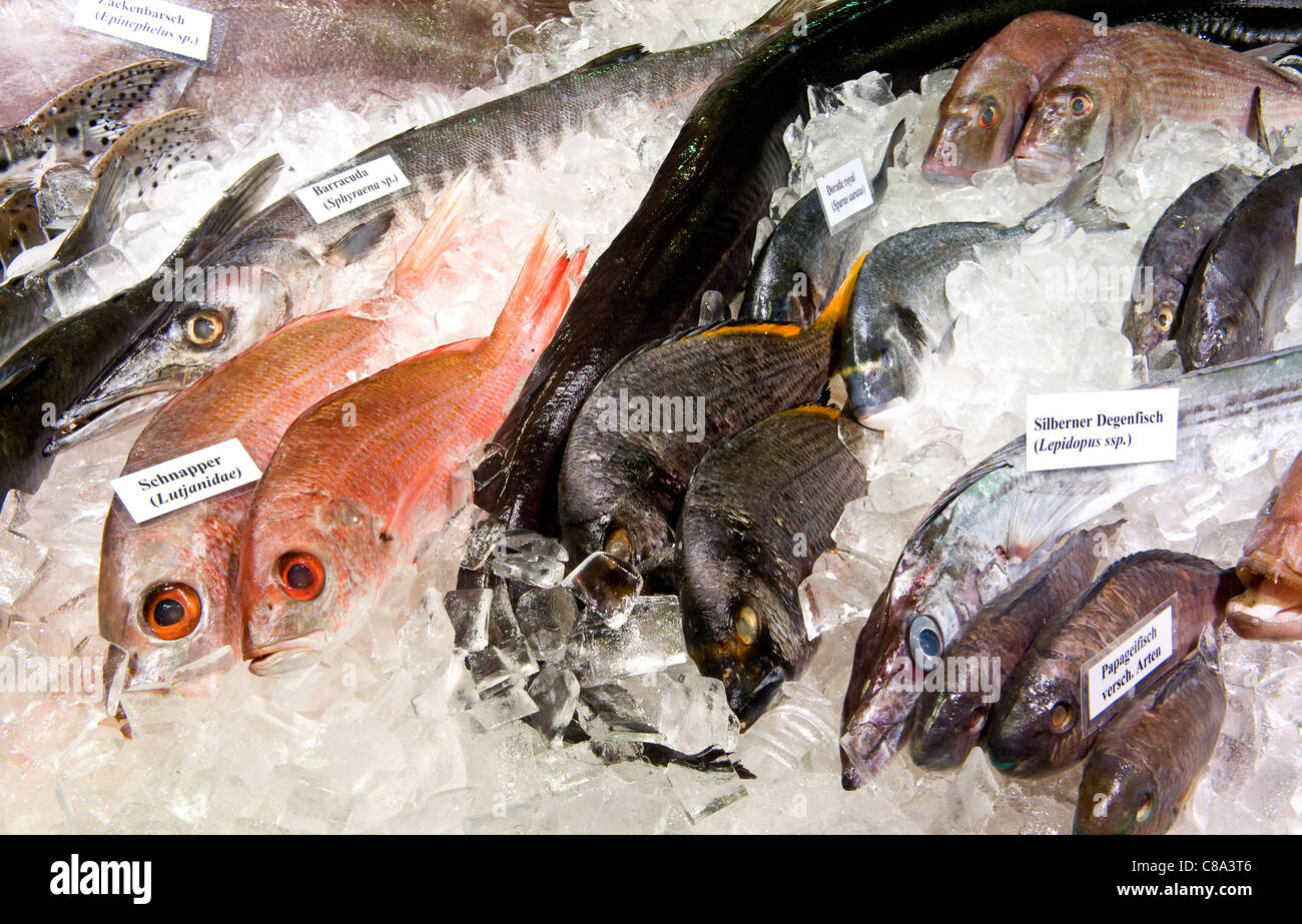 Fresh barracuda fish market hi-res stock photography and images - Alamy