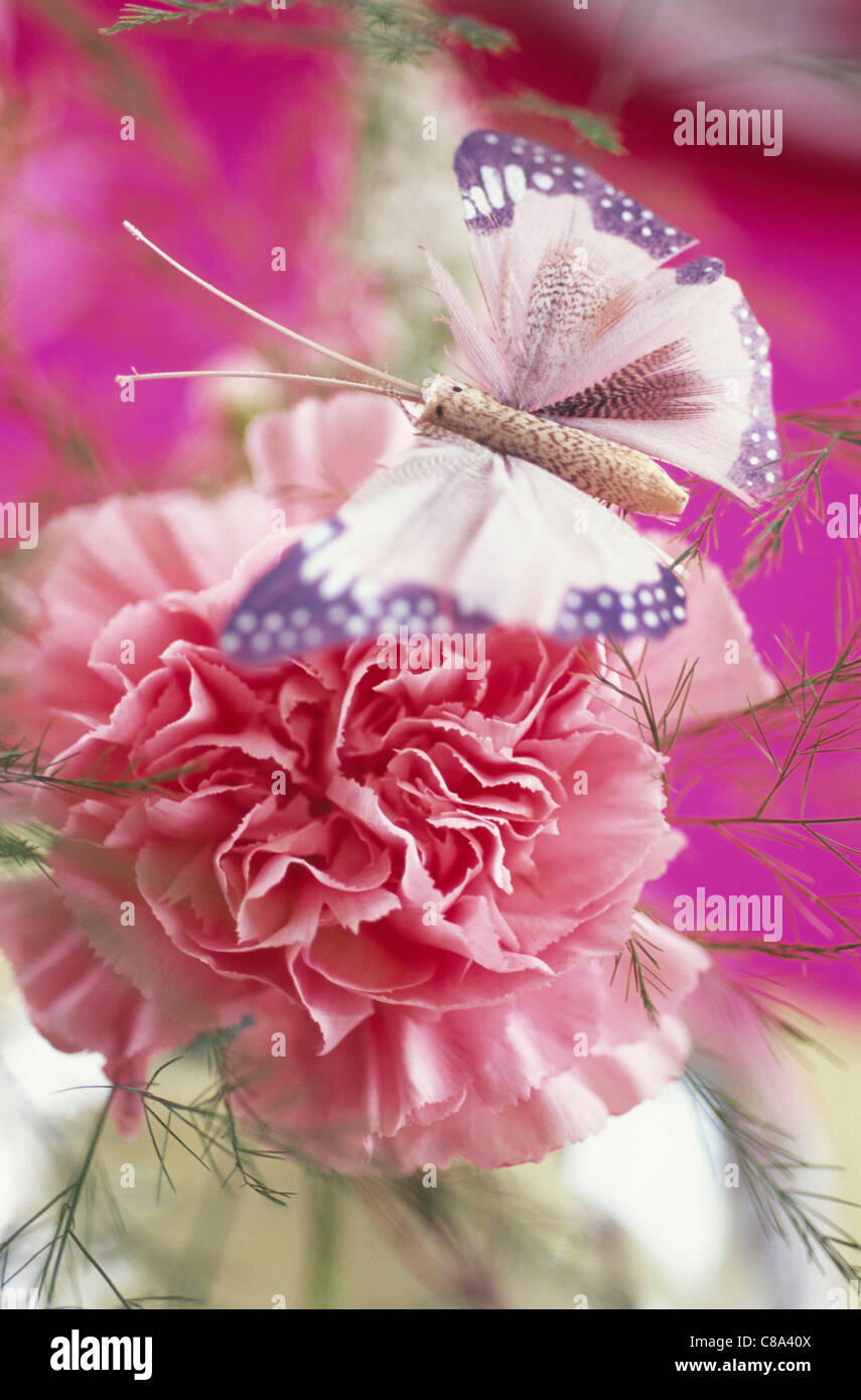 Carnation and butterfly hi-res stock photography and images - Alamy