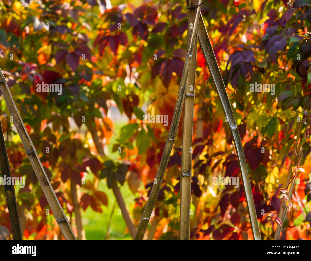 The creeping plants on a bamboo support the city park Stock Photo - Alamy