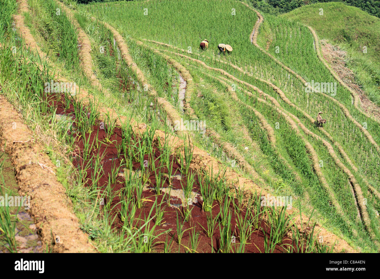 Rice fields china workers hi-res stock photography and images - Alamy