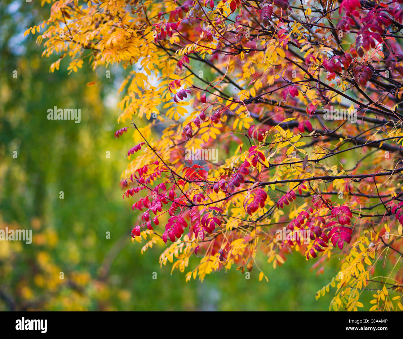 Indian ash tree hi-res stock photography and images - Alamy