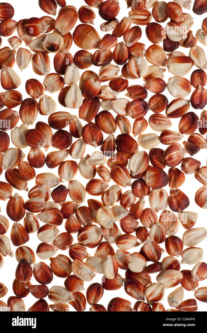 Several red corn grains on a white background. View from above. Back ...