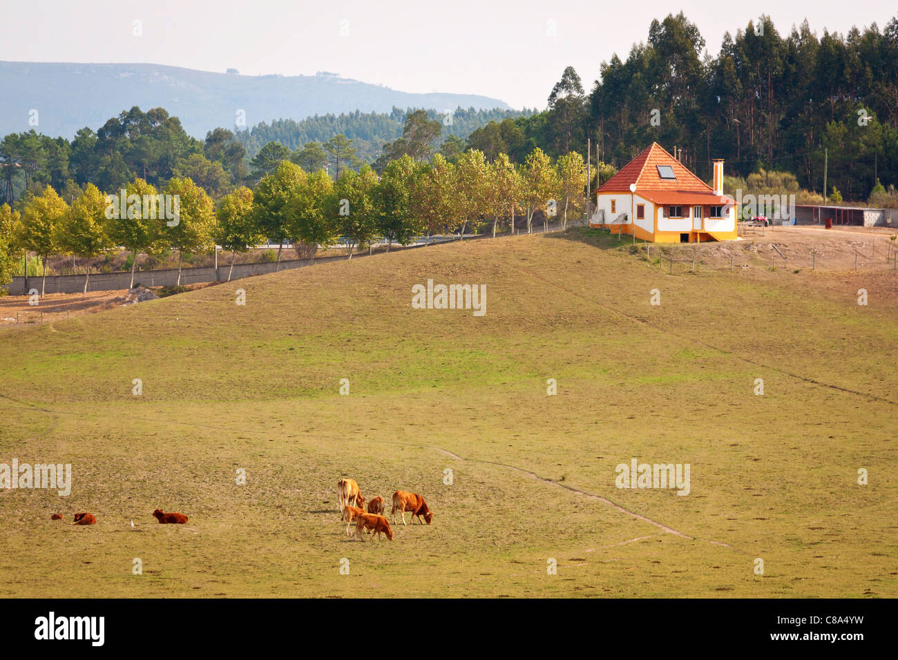 Farm wit Small house on the top of a hill and some Cows Stock Photo - Alamy