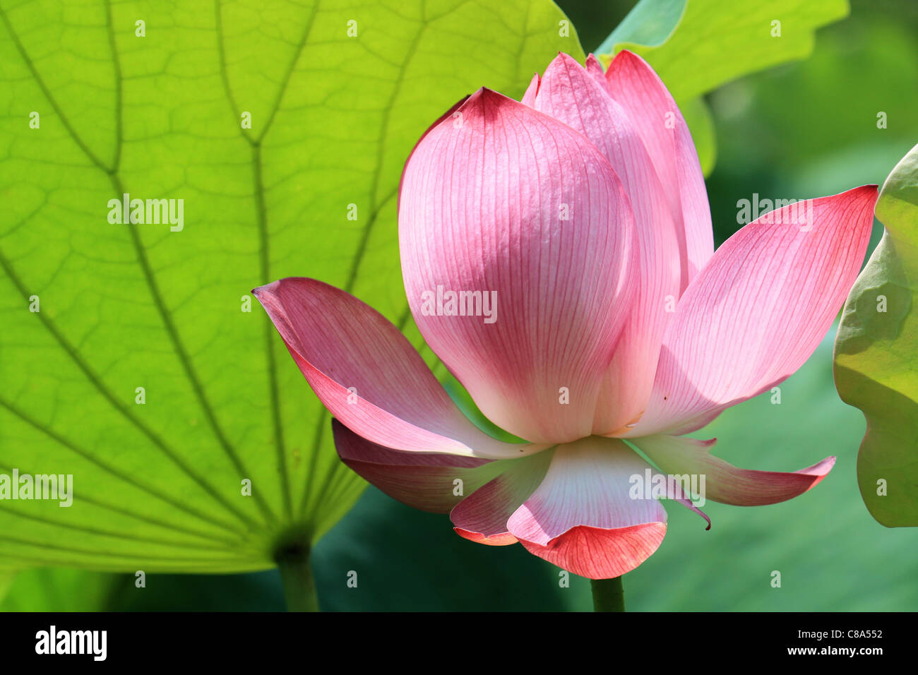 Chinese lotus flower hi-res stock photography and images - Alamy