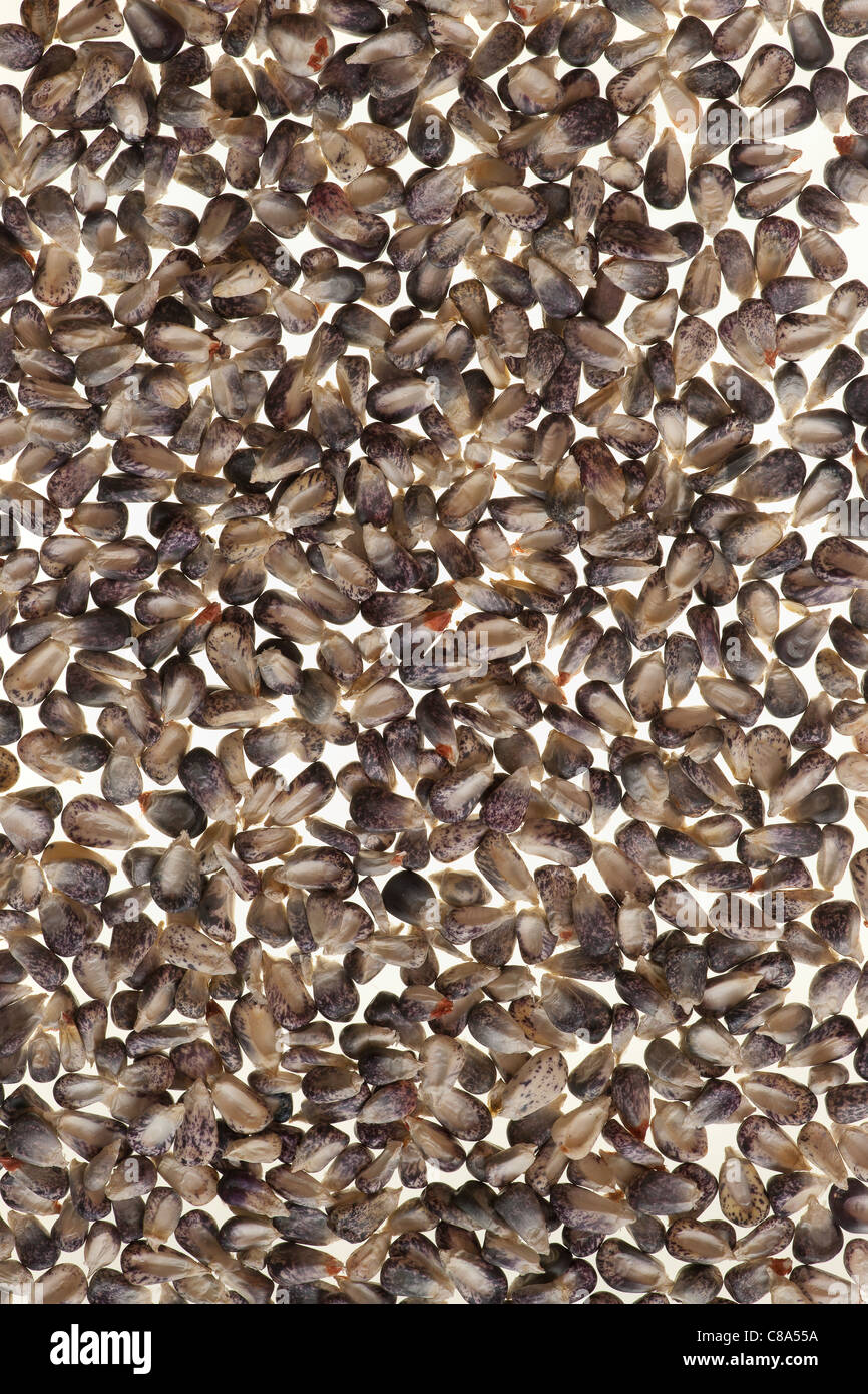 Several purple corn grains on a white background. View from above. Back ...