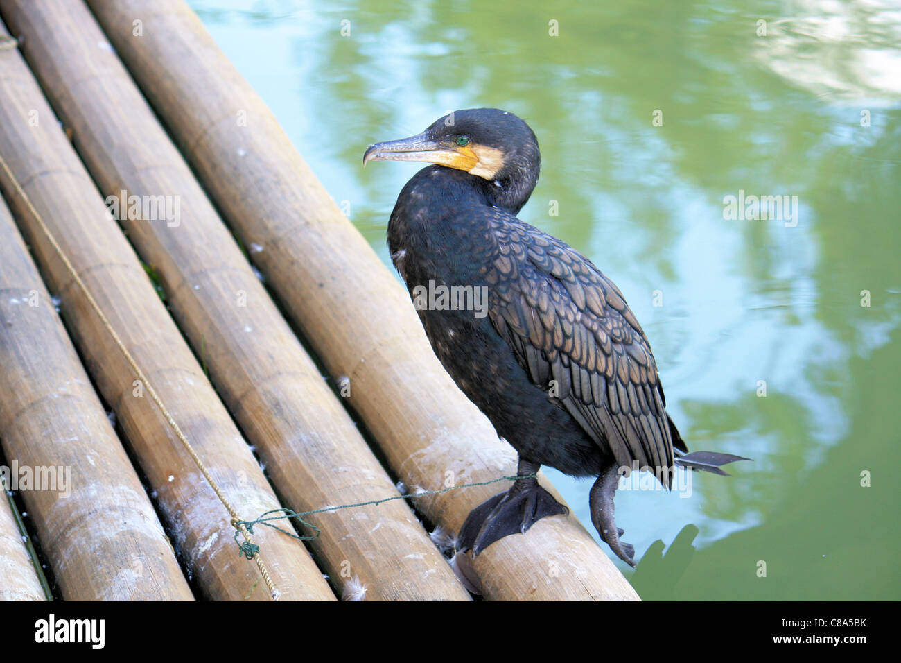 A trained cormorant on a bamboo raft, Li river, Yangshuo, China Stock ...