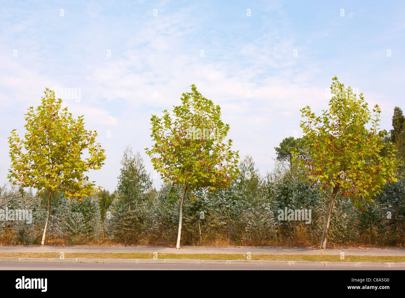 Many trees on the roadside hi-res stock photography and images - Alamy
