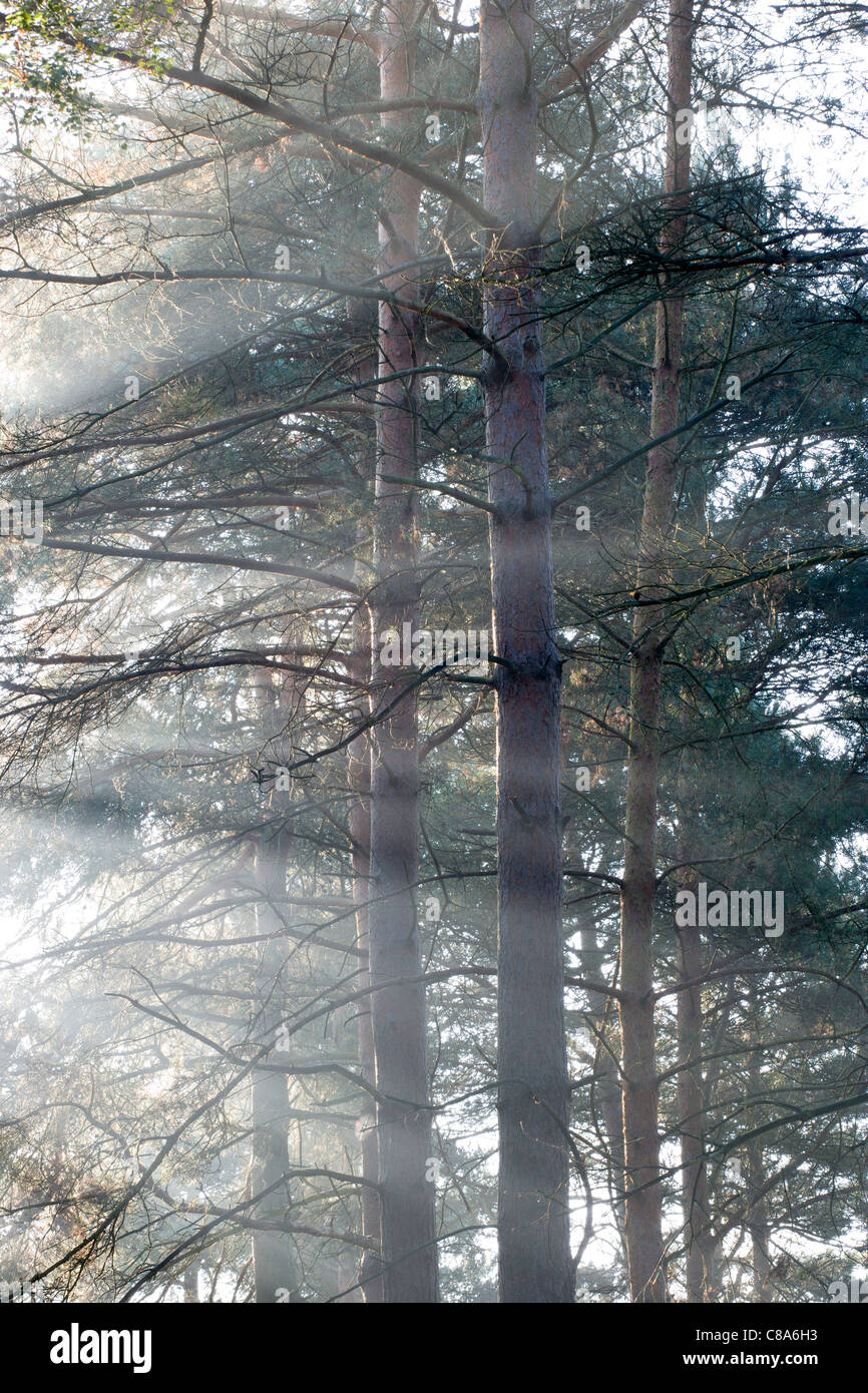 Light beams hi-res stock photography and images - Alamy