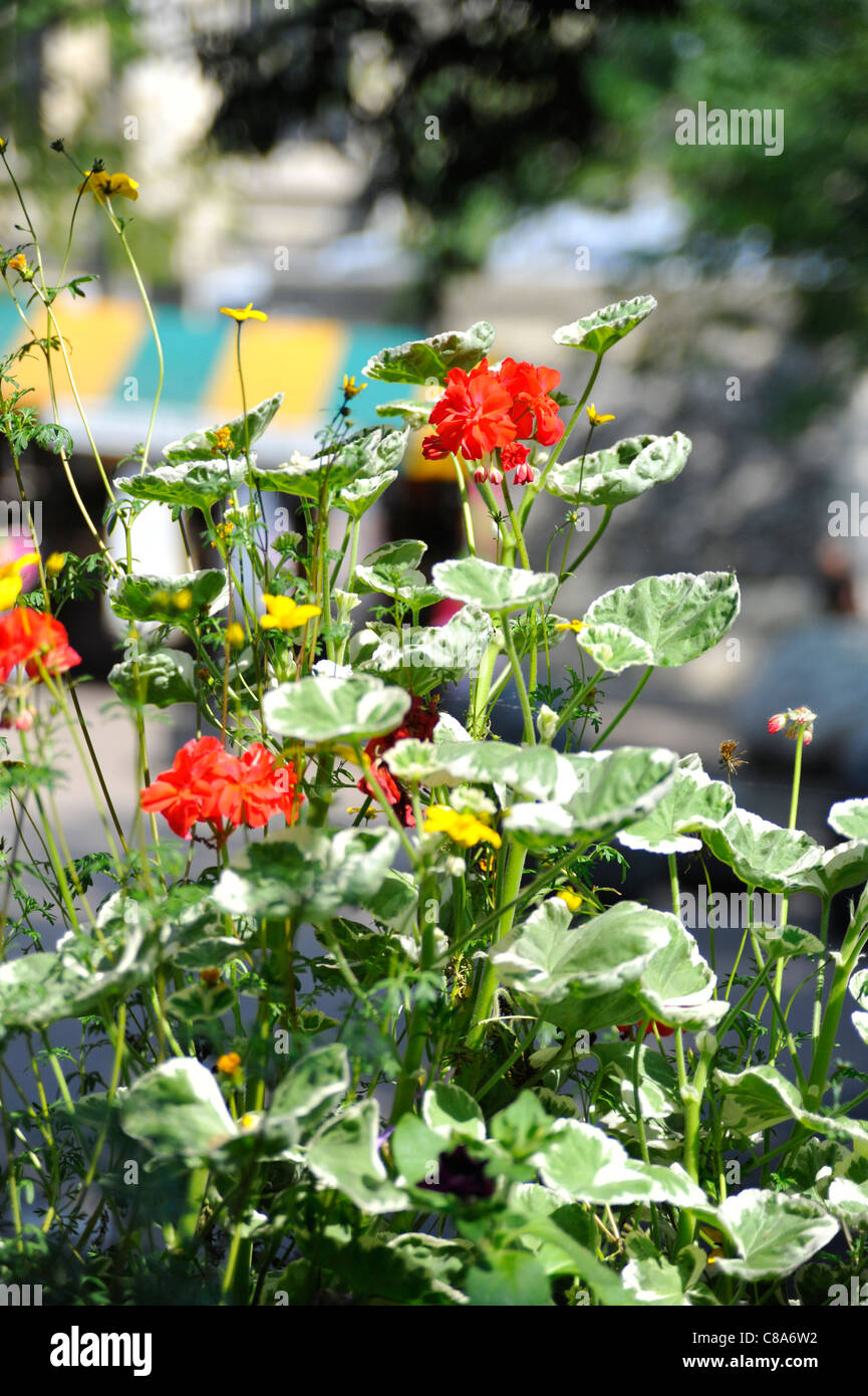 Pretty flowers in Norwich Stock Photo - Alamy