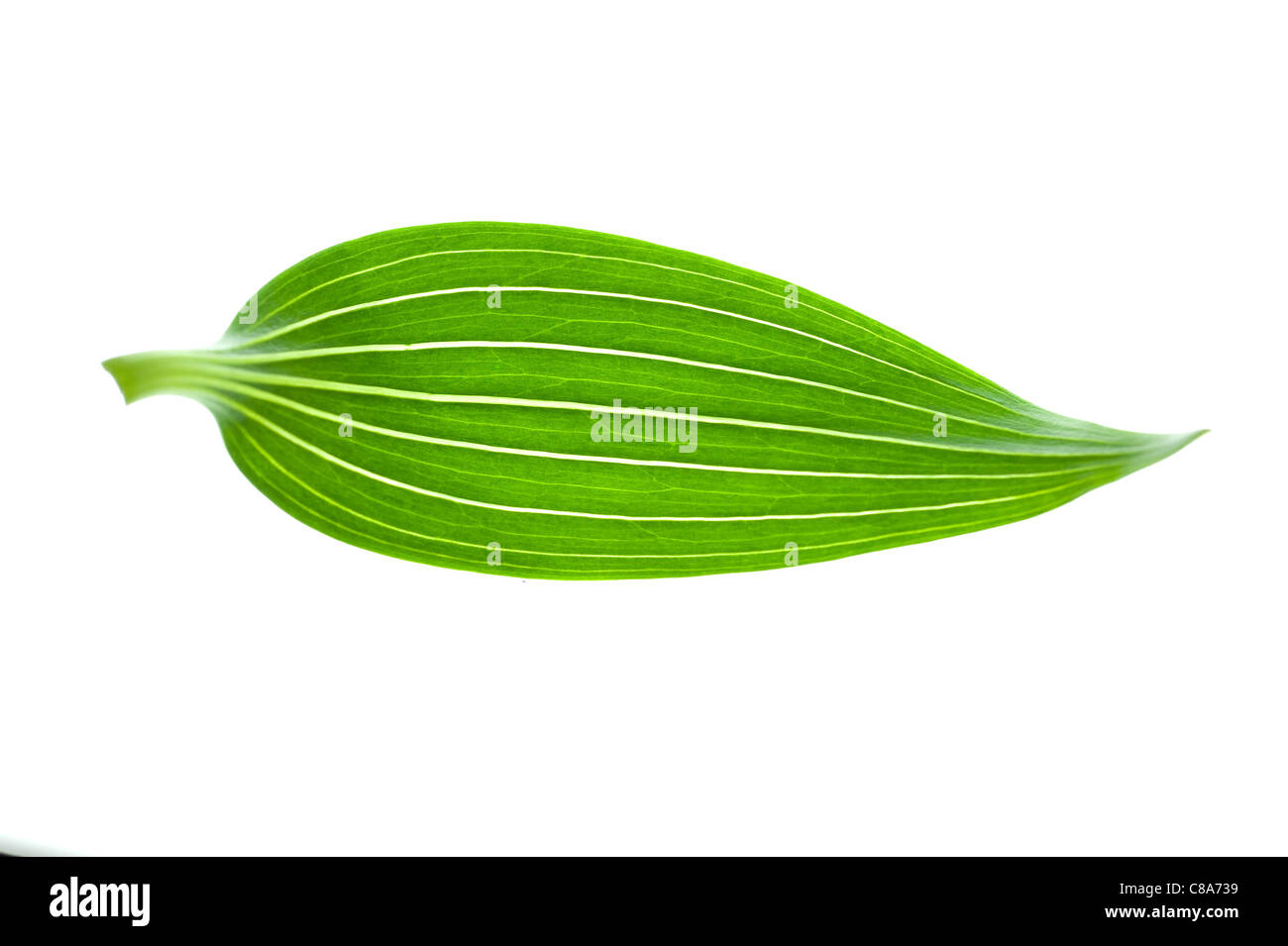 Leaf of a lilly Stock Photo - Alamy
