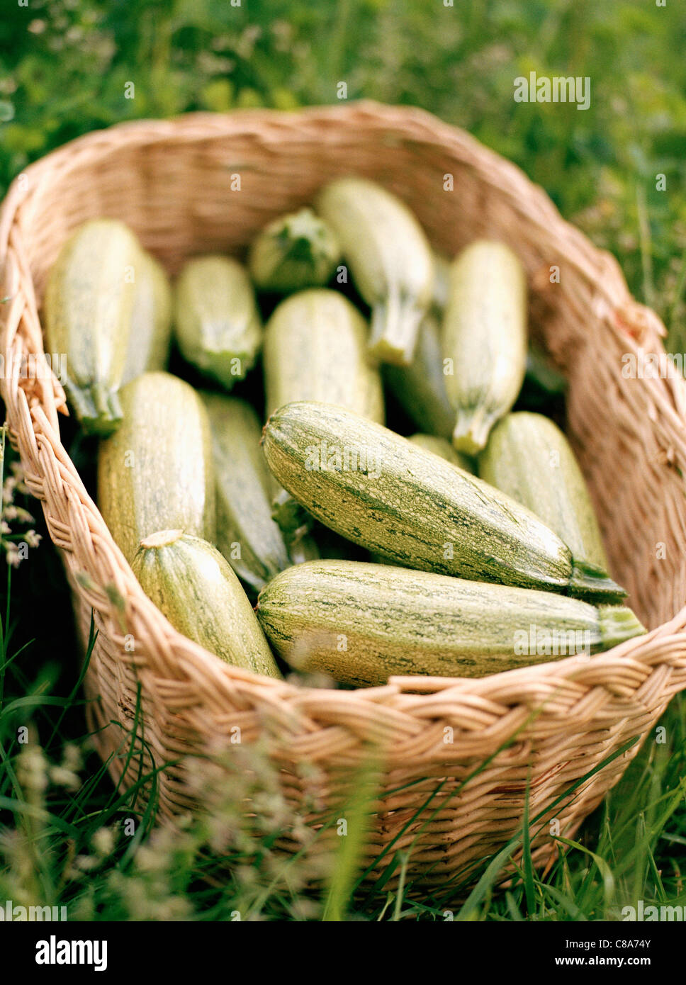 Basket of small courgettes Stock Photo - Alamy
