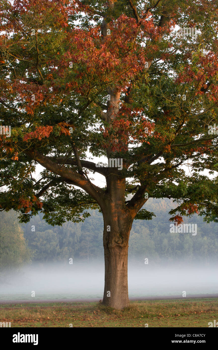 Beautiful Autumnal Tree with a misty background on a cold November ...