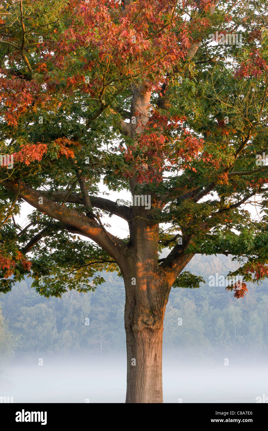 Beautiful Autumnal Tree with a misty background on a cold November ...