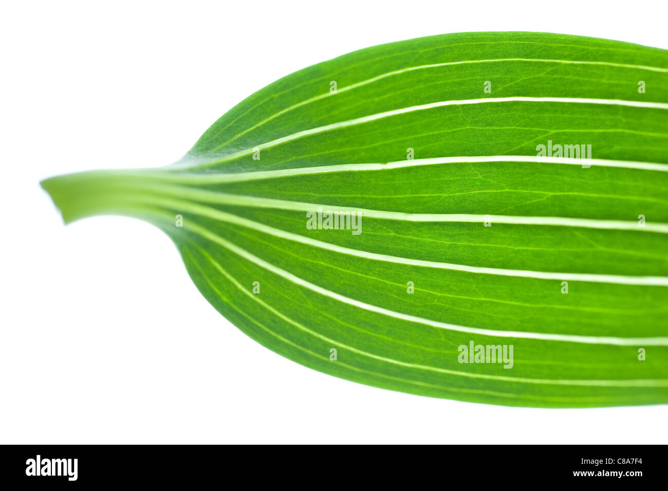 Leaf of a lilly Stock Photo - Alamy