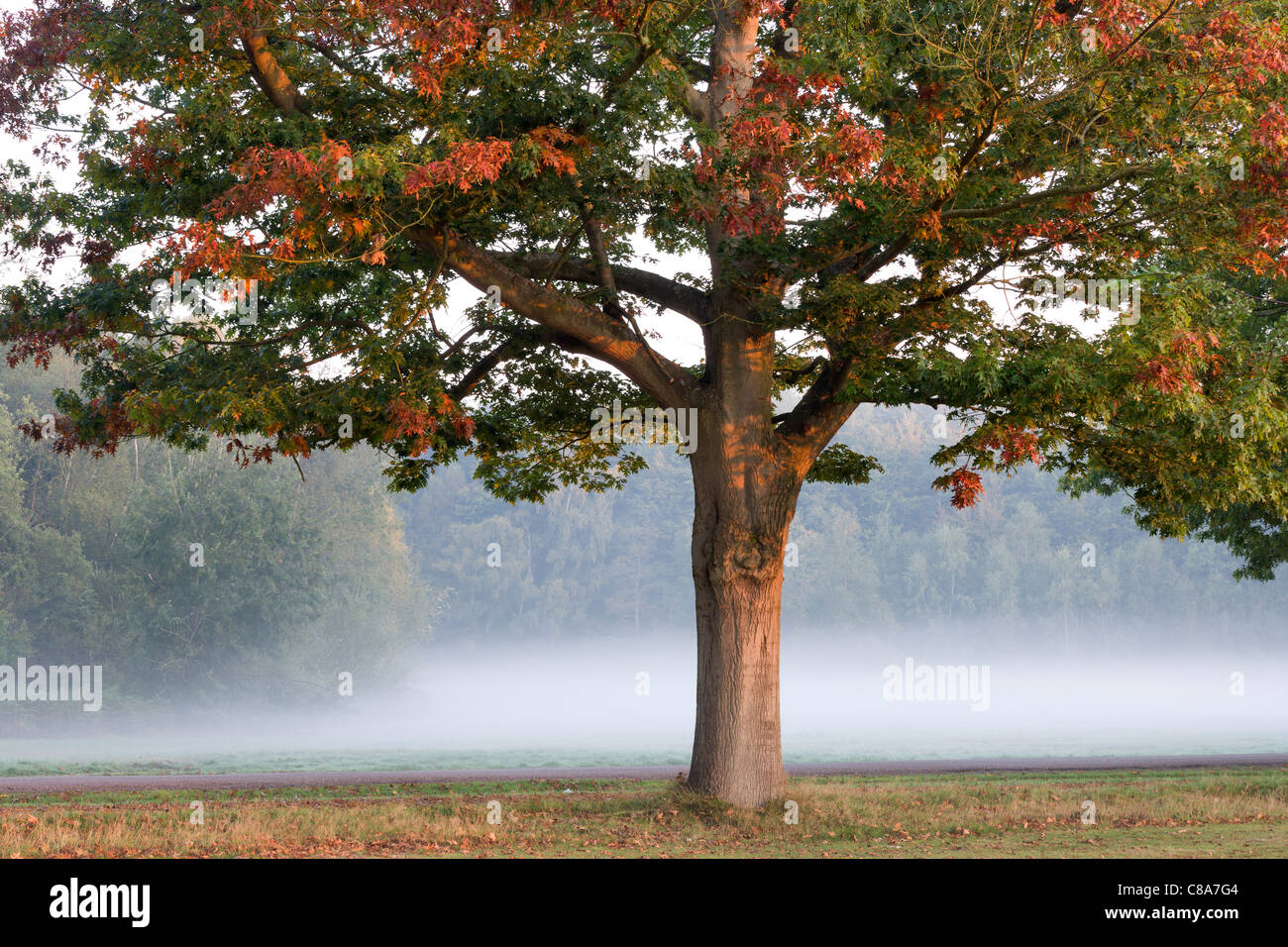 Beautiful Autumnal Tree with a misty background on a cold November ...