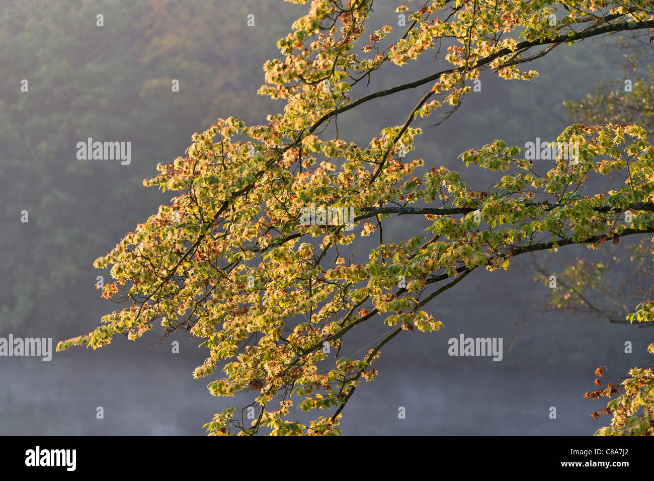 Ash tree branches growing over a misty lake in Autumn Stock Photo - Alamy
