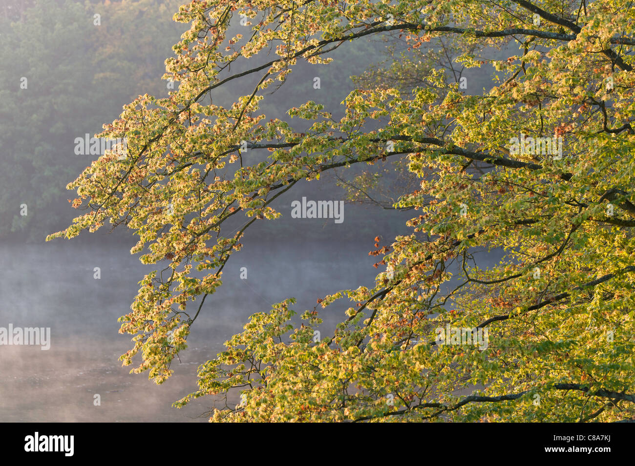 Ash tree branches growing over a misty lake in Autumn Stock Photo - Alamy